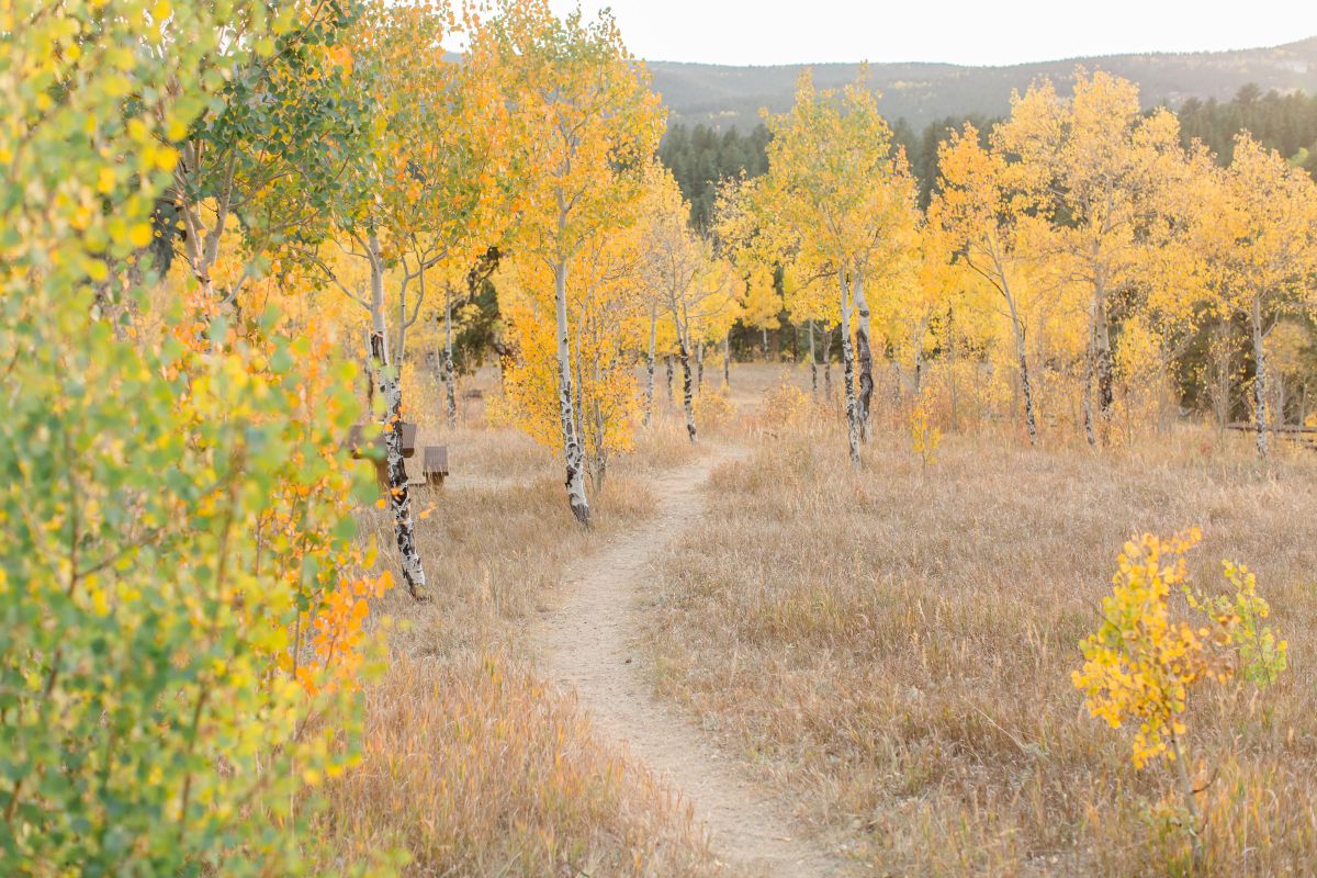 Navigating the Luteal Phase: Embrace Your Inner Autumn – Outlook Good ...